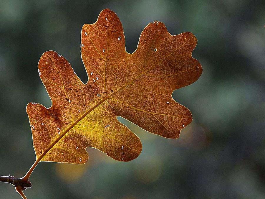 OAK LEAF PICTURES PICS IMAGES AND PHOTOS FOR INSPIRATION