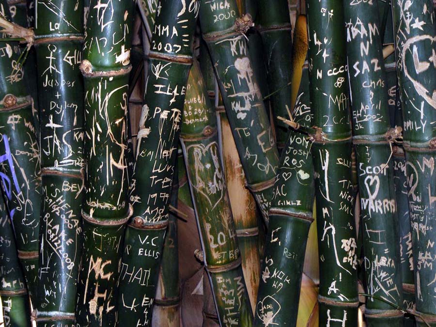 BAMBOO PICTURES, PICS, IMAGES AND PHOTOS FOR YOUR TATTOO INSPIRATION